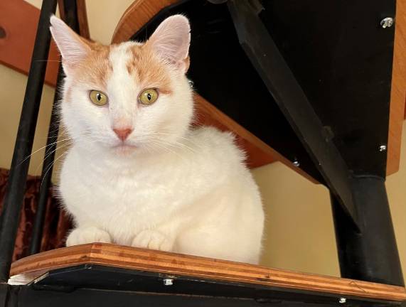 Chronicle cats