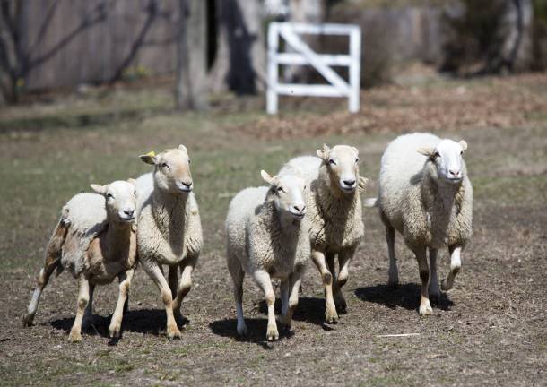 Sheep-to-Shawl Festival at Philipsburg Manor