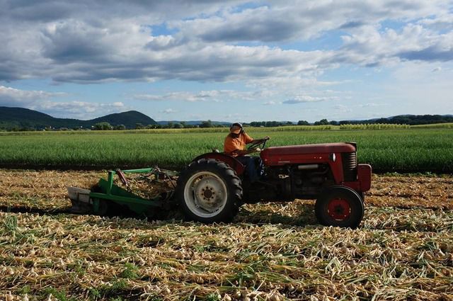 Farmers rejoice in a bountiful harvest