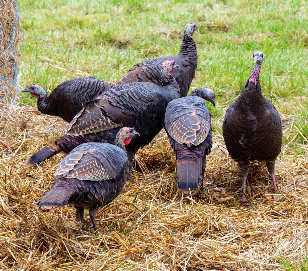 Wildlife. DEC seeks citizen scientists to report their wild turkey ...
