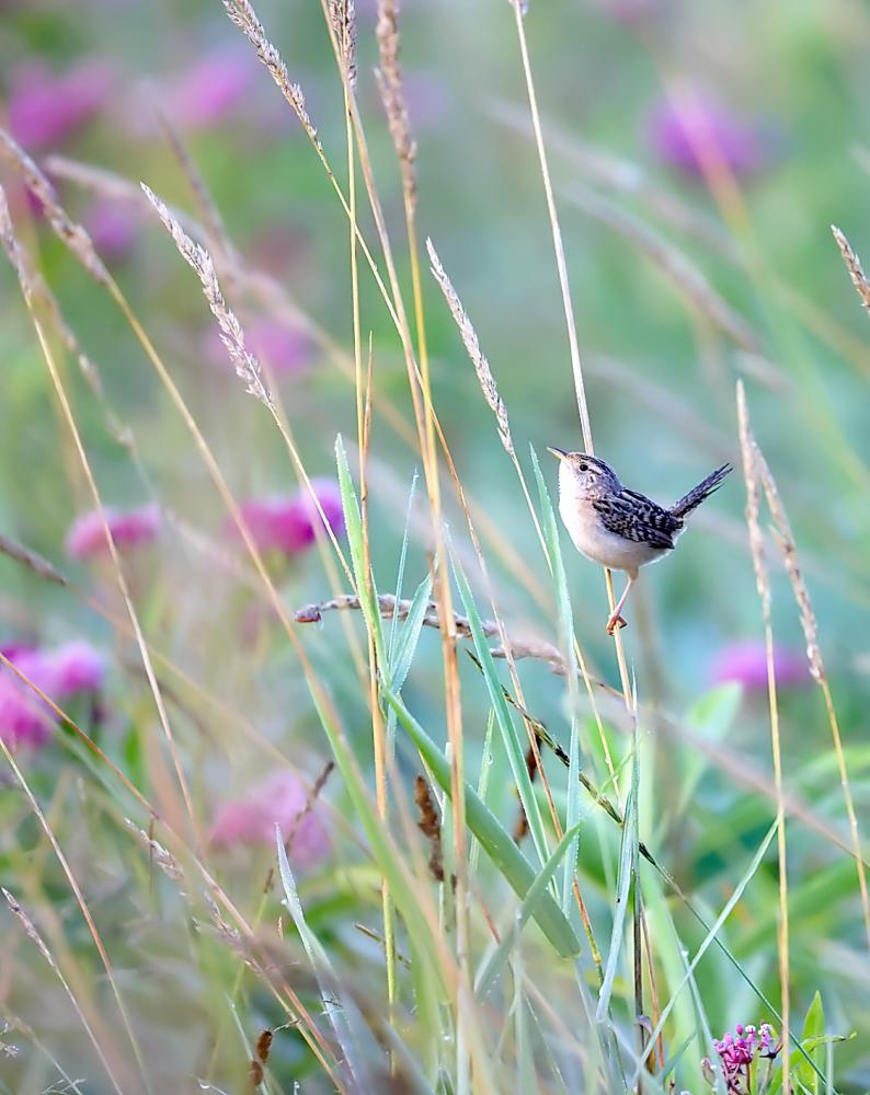 Rare bird. Sedge Wren sighted on Lower Wisner Road